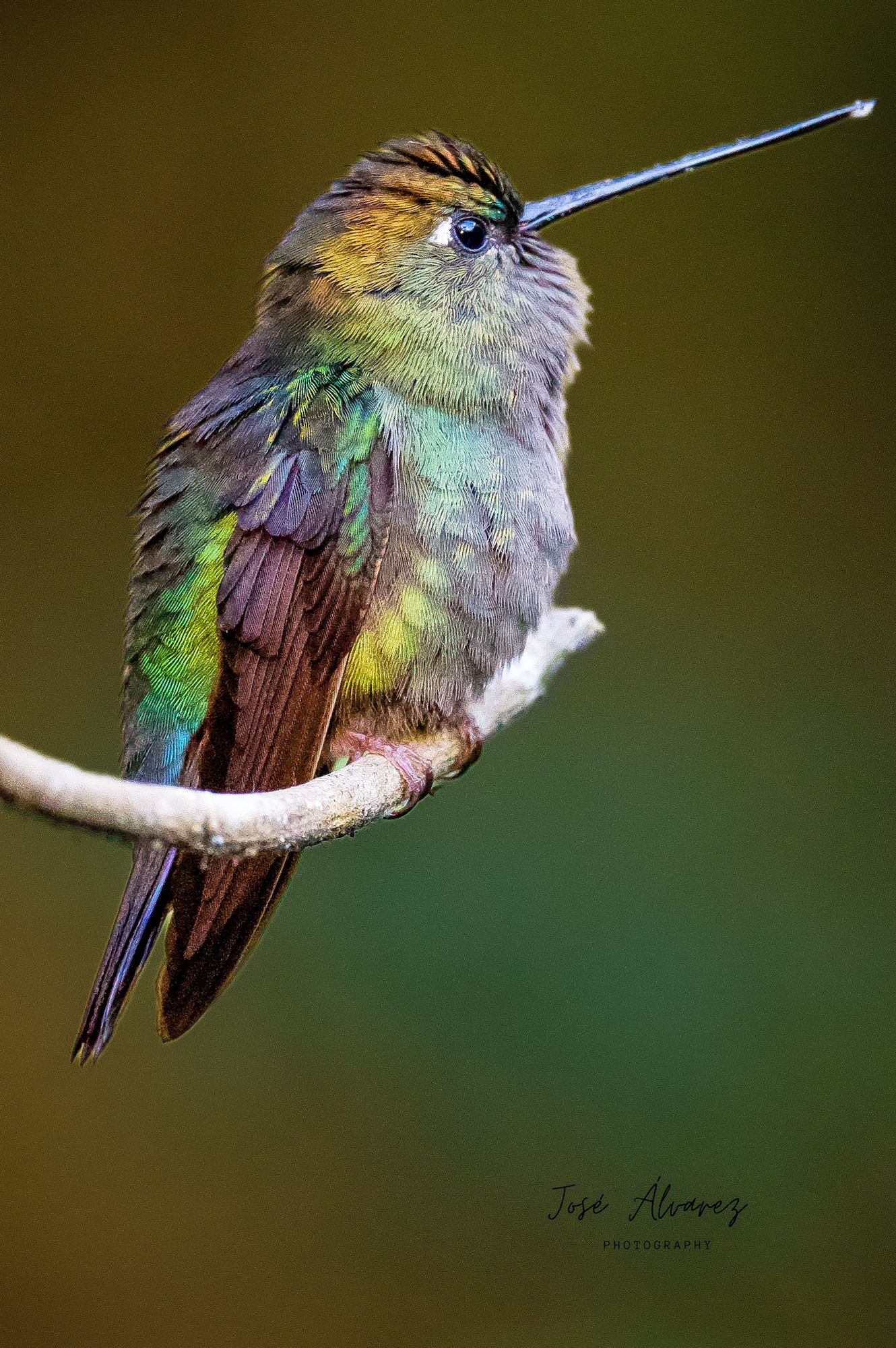 Colibri Pico de Lanza Frentiverde. - Hotel Quelitales